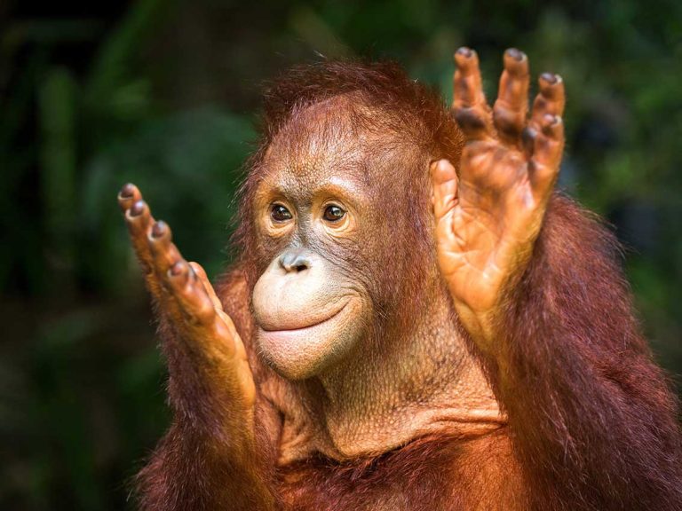 West Kalimantan – Borneo Travel Adventures – Indonesia – Come2Borneo